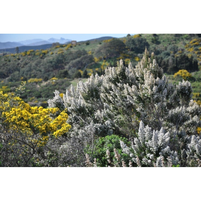 Tree Heath Seeds (Erica arborea) - Price €1.95
