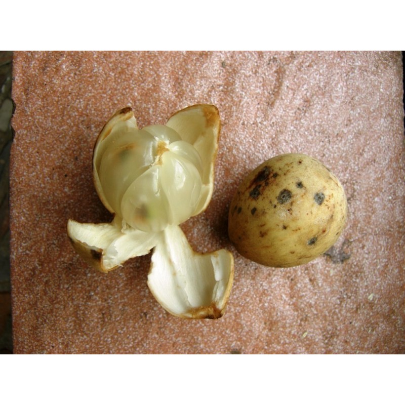 Langsat - Lanzones Seeds (Lansium parasiticum) - Price €4.95