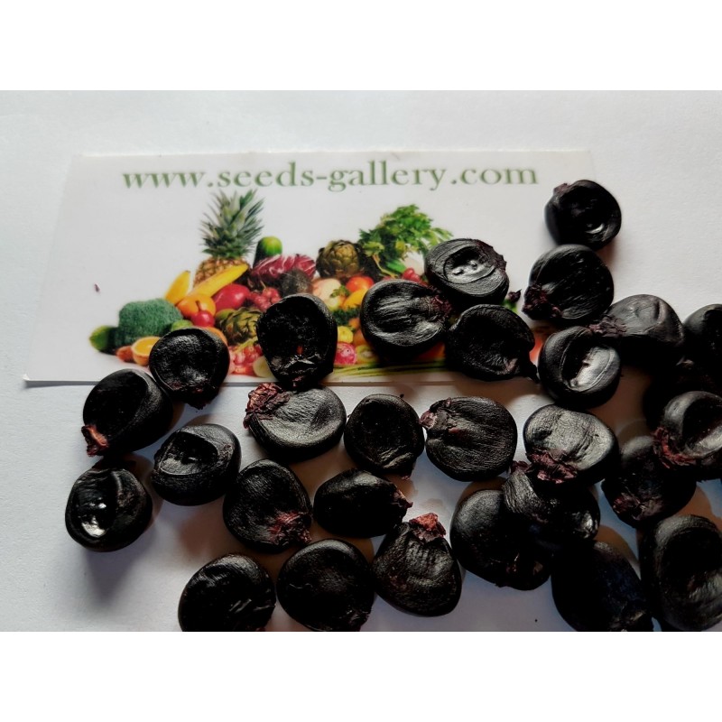 Preis: €2.25 - Kculli Morado Peruanische Lila-Mais Samen