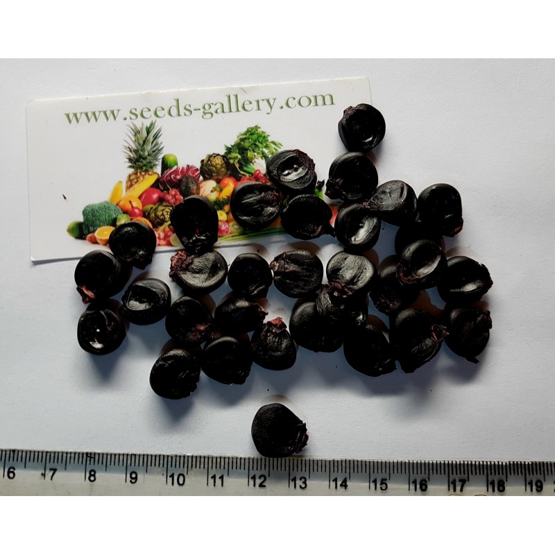 Preis: €2.25 - Kculli Morado Peruanische Lila-Mais Samen