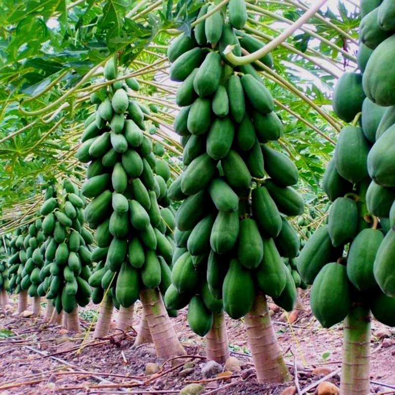 Price: €3.00 - Indian Dwarf Papaya Seeds - Paw Paw Miniature