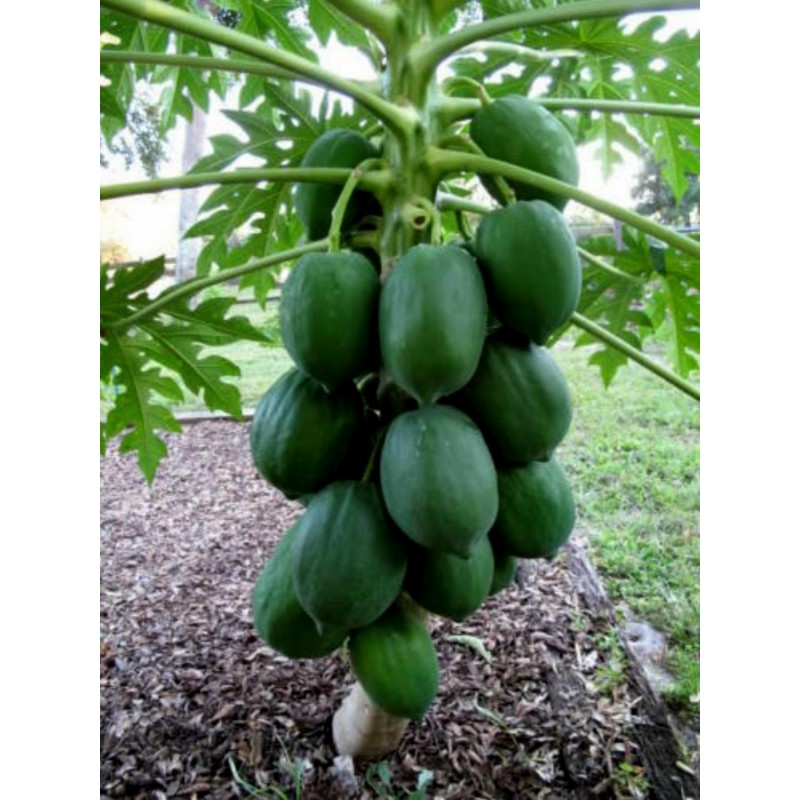 Price: €3.00 - Indian Dwarf Papaya Seeds - Paw Paw Miniature