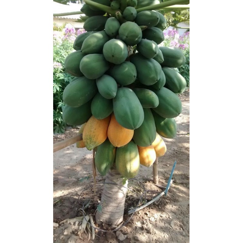 Price: €3.00 - Indian Dwarf Papaya Seeds - Paw Paw Miniature