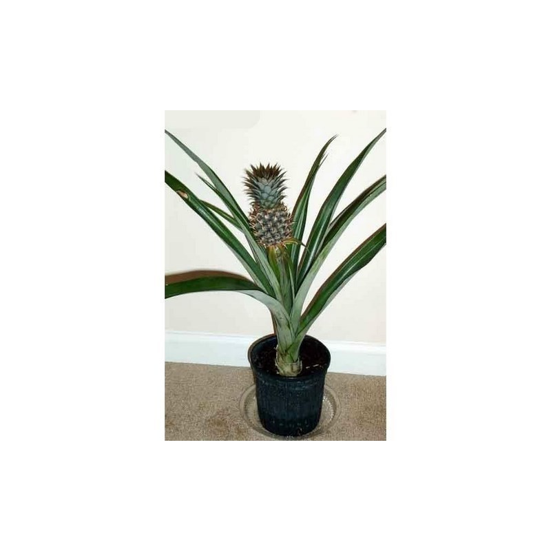Ananas Seeds pineapple - Price €3.50