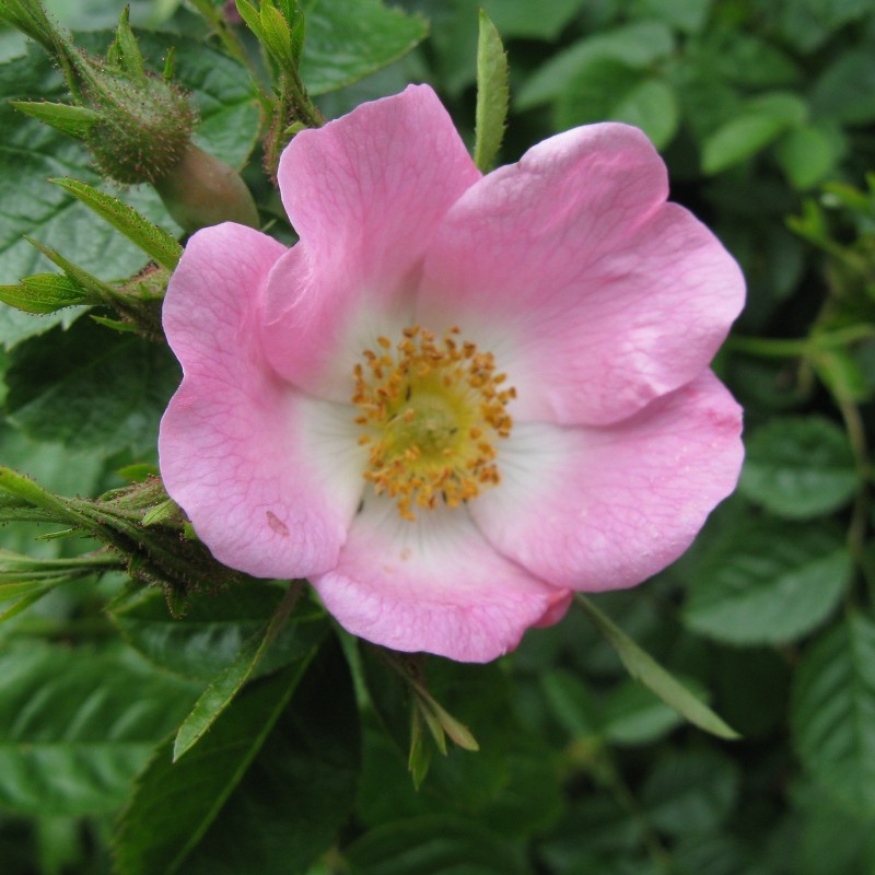 Rose Hip Seeds - Rose Haw - Rose Hep - Price €2.15