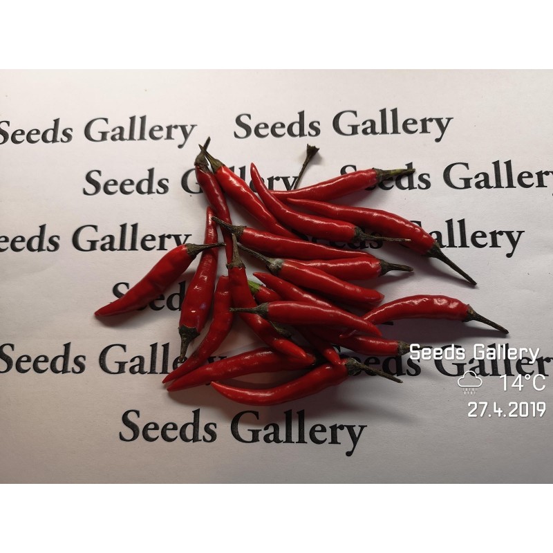 Semi di peperoncino Rawit (Capsicum frutescens) - Prezzo: €1.95