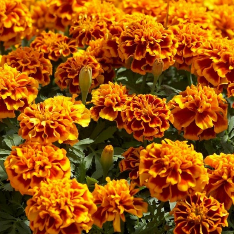 Seme cveca Kadifa Niska - Cena €1.45