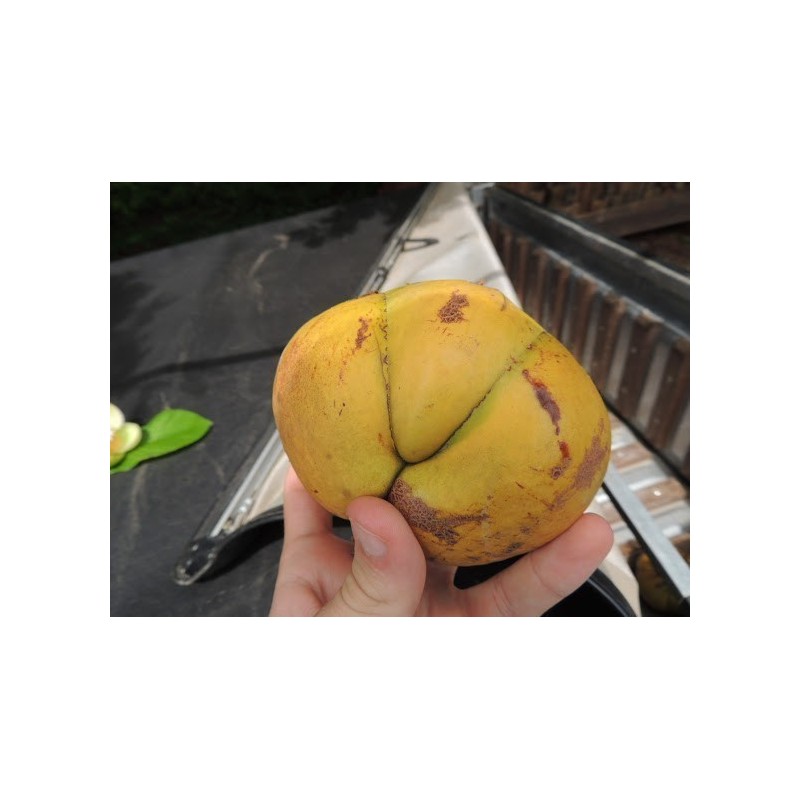 Elephant Apple Seeds (Dillenia indica) - Price €3.25
