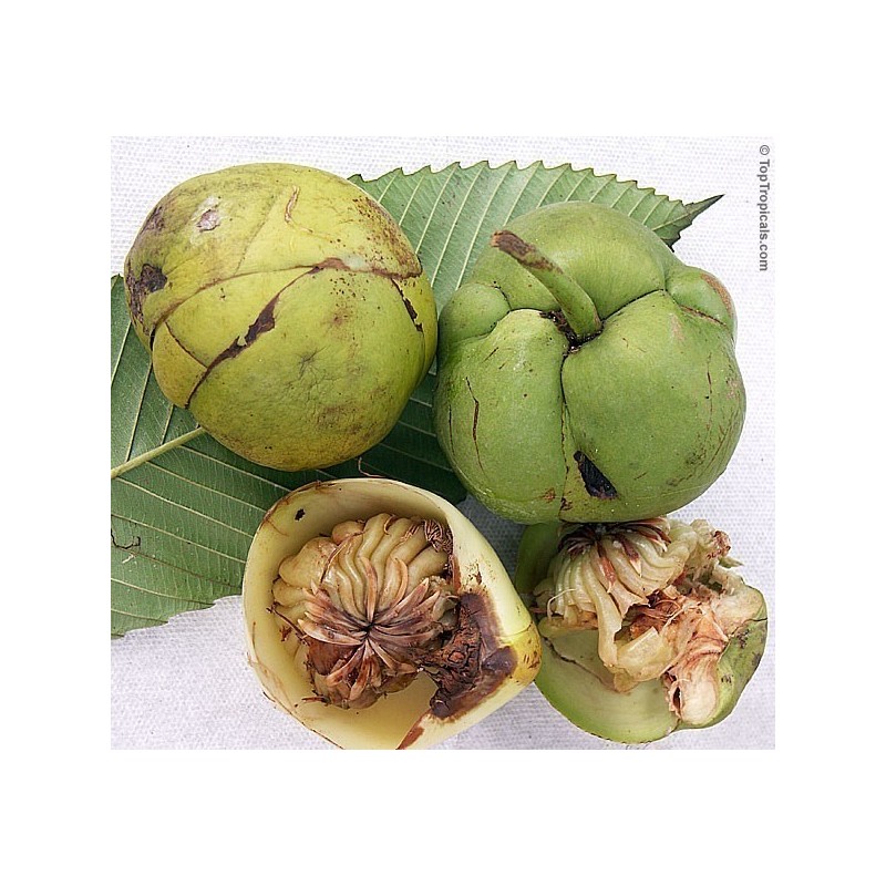Elephant Apple Seeds (Dillenia indica) - Price €3.25