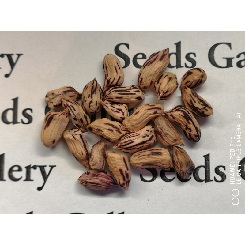 Tiger Peanut Seeds (Arachis Hypogaea) - Price €2.25