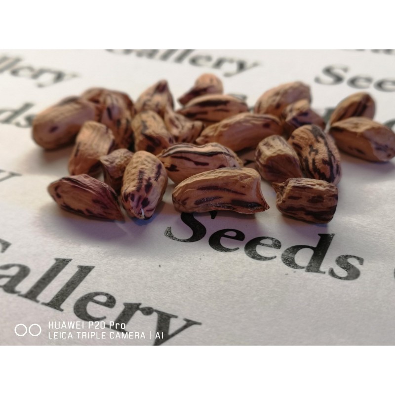 Tiger Peanut Seeds (Arachis Hypogaea) - Price €2.25