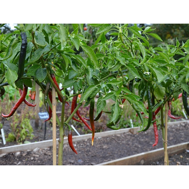 Cena: €1.85 – Joes Long chilli pepper seeds