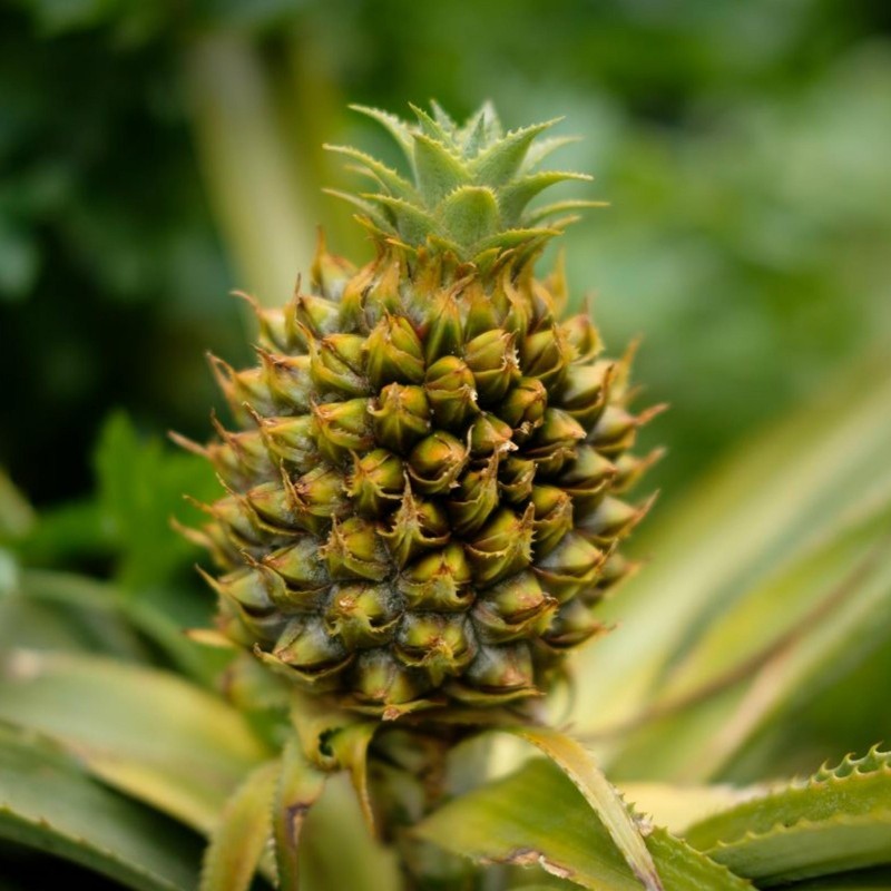 Ananas Seeds pineapple - Price €3.50