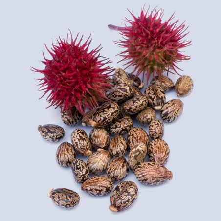 Prezzo: €1.85 - Semi di Ricino (Ricinus communis)