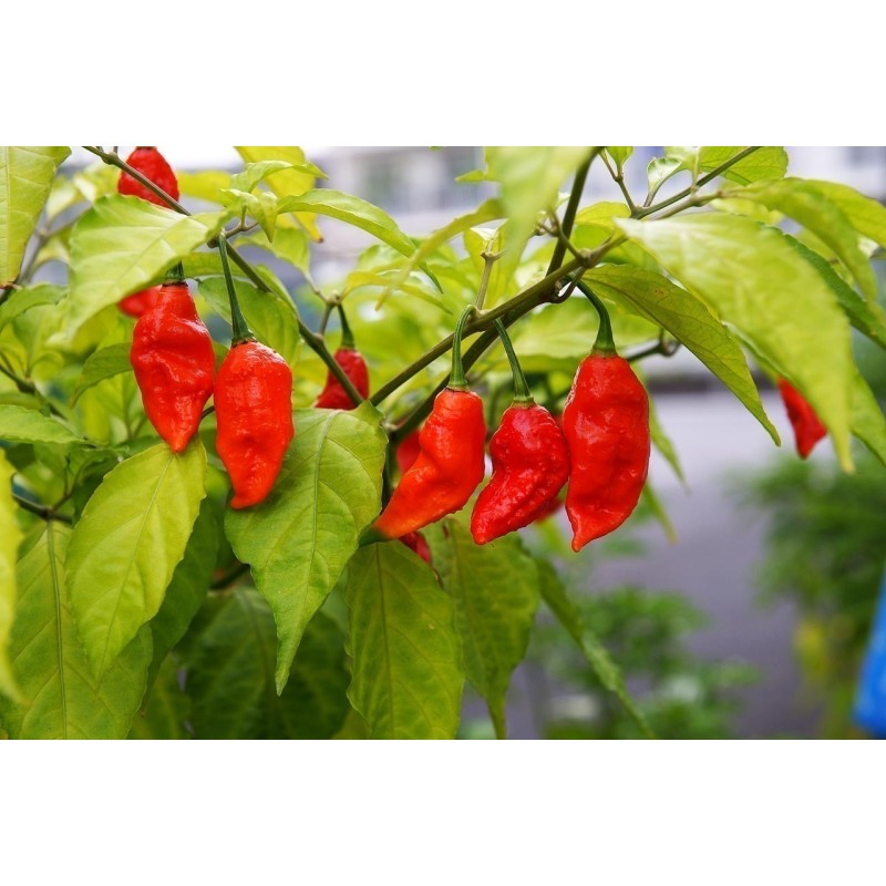 Bhut Jolokia Seeds - Price €2.50