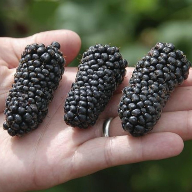 Price: €1.85 - Giant Blackberry Seeds (Rubus fruticosus)