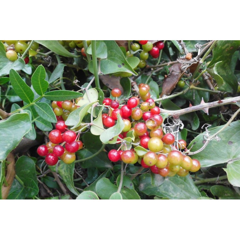 Price: €2.05 - Common Smilax, Rough Bindweed Seeds (Smilax aspera)