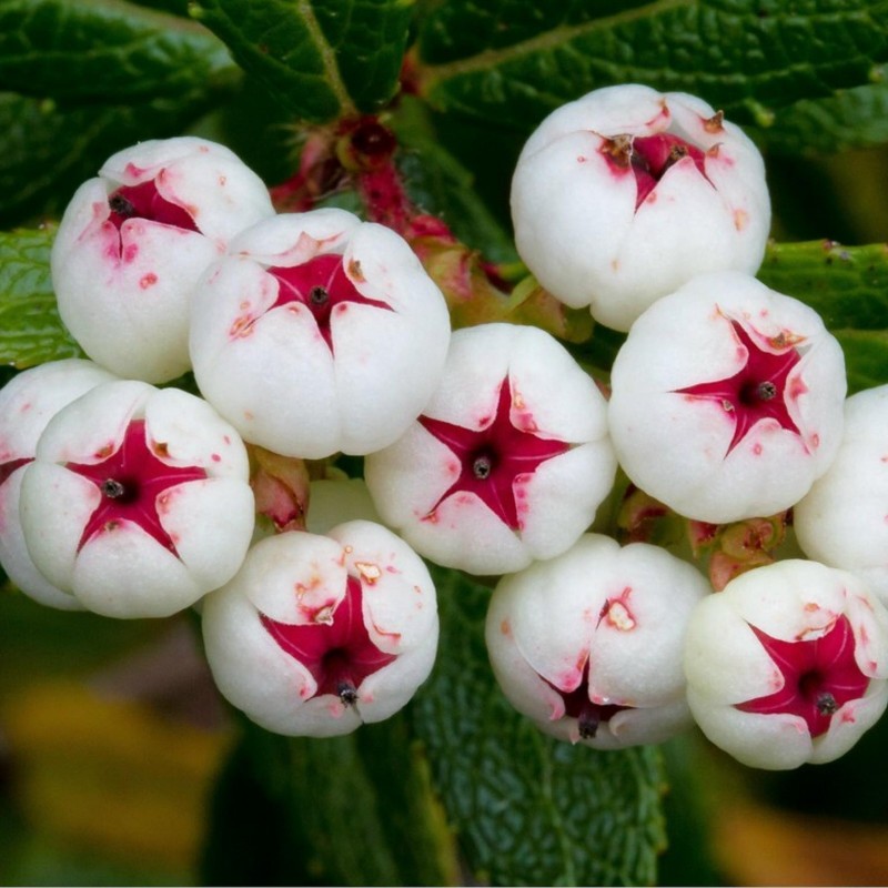 Tasmanian Snow Berry Seeds - delicious fruits - Price: €1.35