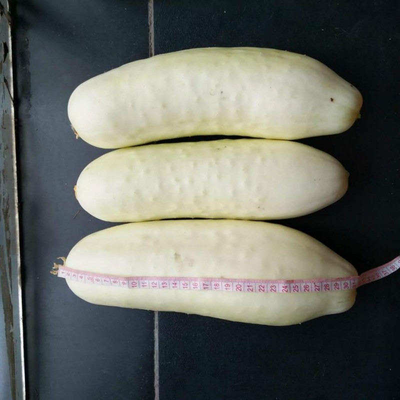 Prix : €1.80 - Graines Concombre blanc White Wonder