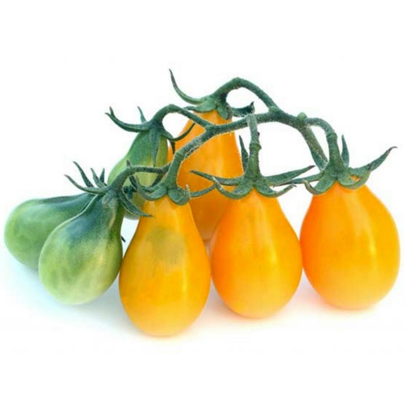 Semi di pomodoro Pera Gialla - Yellow Pear | 1,95 € 🌳🌼🌸🌿🌱