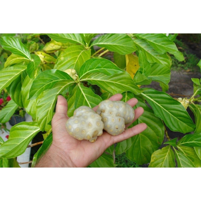 Cena: €2.20 – Noni Seeds (Morinda citrifolia, Rubiaceae)