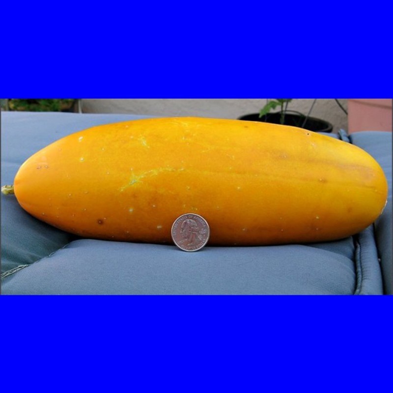 Preis: €2.05 - HMONG RED Gurken Samen (Cucumis sativus)