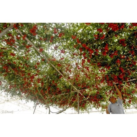 Price: €2.85 - Giant Italian Tree Tomato seeds