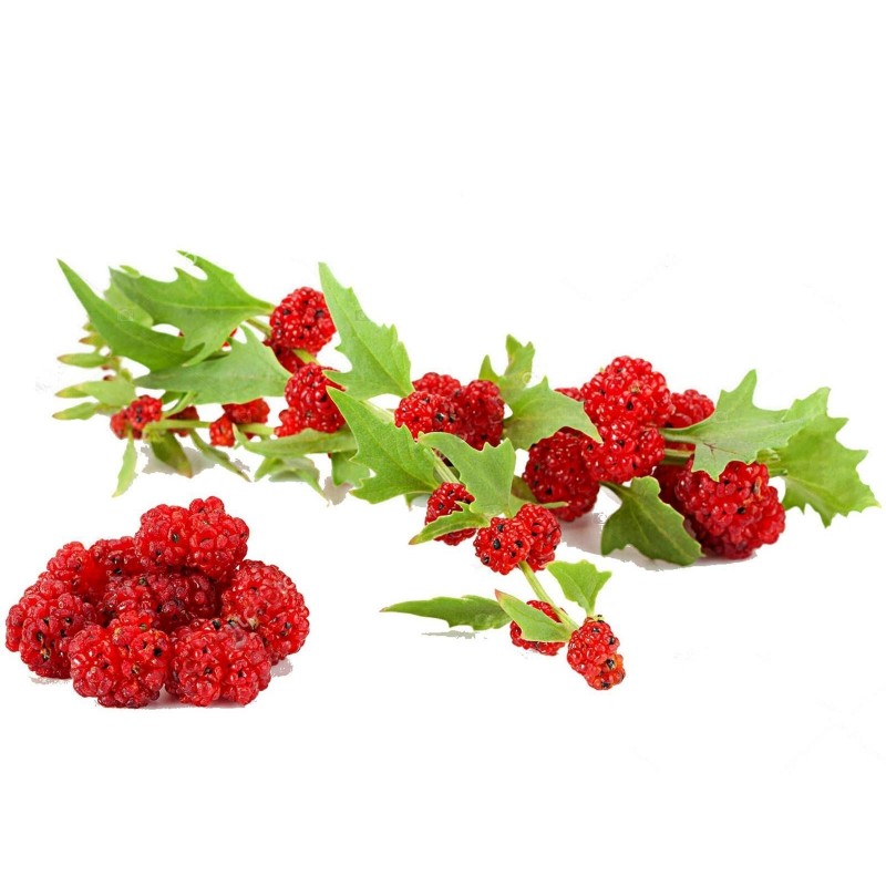 Jagodasti Spanjac Seme (Chenopodium foliosum) Cena €1.55