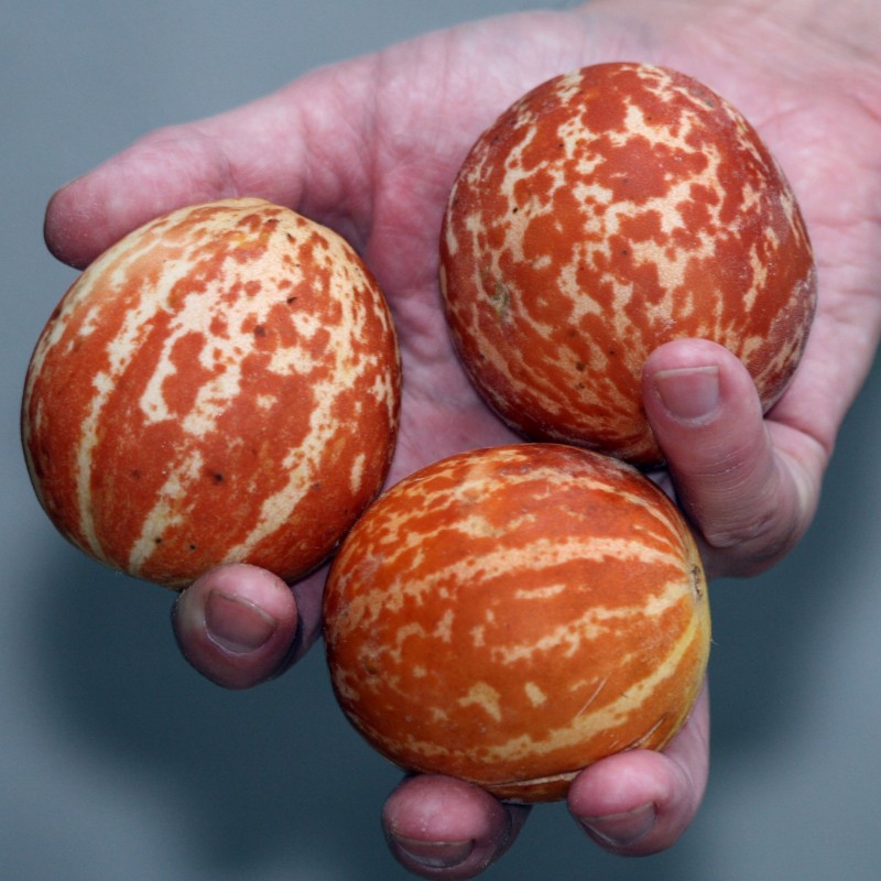 Price: €2.70 - Queen Anne Pocket Melon Seeds