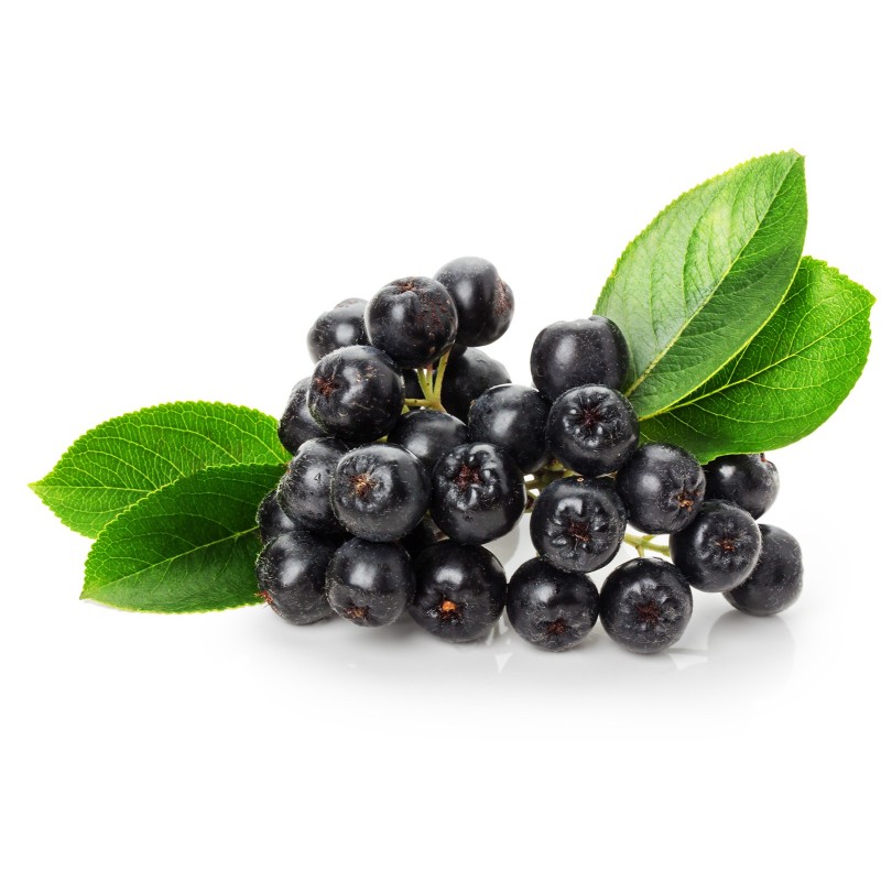 Chokeberry Seeds (Aronia melanocarpa) - Price €1.95