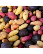 "Grow the Perfect Potato Family with Our High-Quality Seeds"