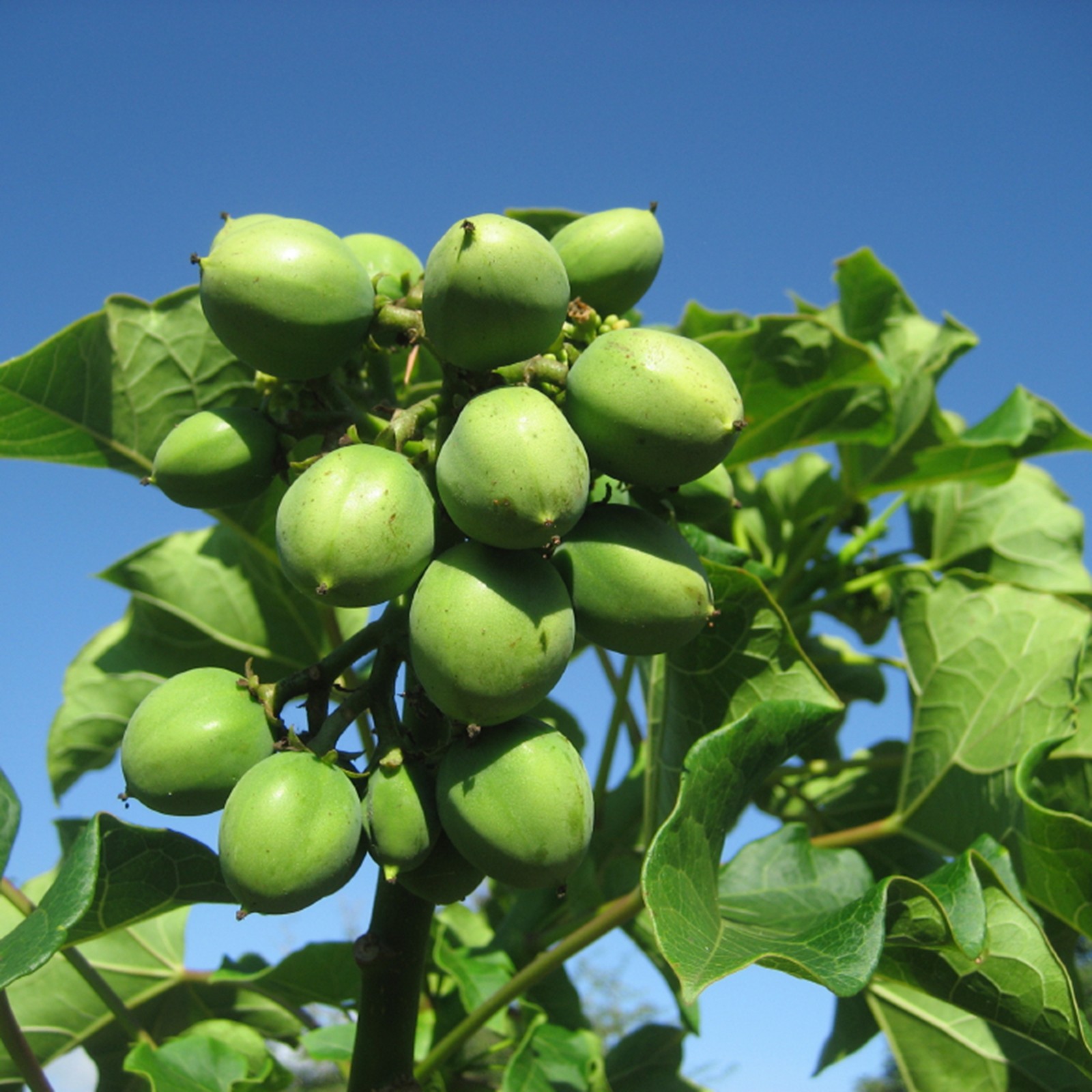 Physic nut, Barbados nut Seeds (Jatropha curcas) | €3.75 🌳🌼🌸🌿🌱🍉