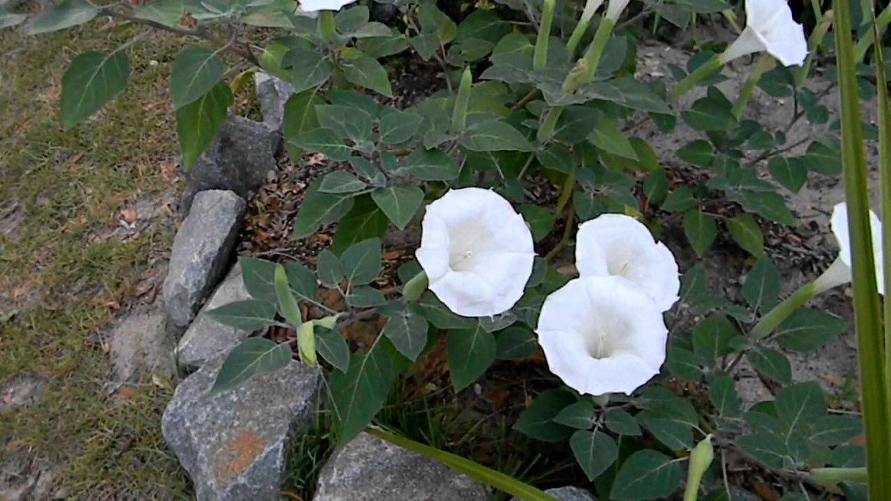 Jimson weed Seeds or Devil's snare (Datura stramonium) | €2.25 🌳🌼🌸🌿🌱🍉
