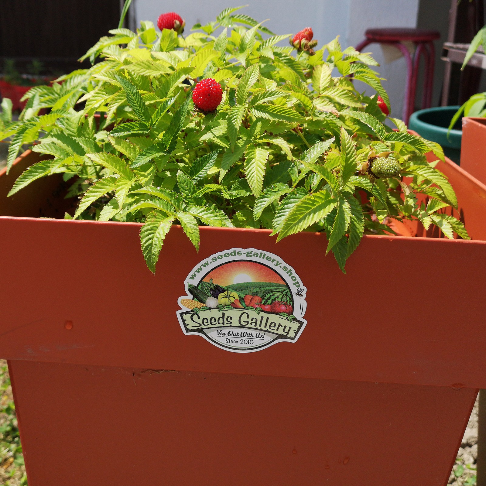 Jordgubbshallon Frön (Rubus illecebrosus) | 1,95 € 🌳🌼🌸🌿🌱